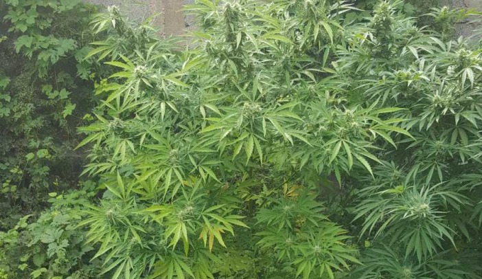 Во Охрид пронајдени 1243 стебла марихуана Iportal