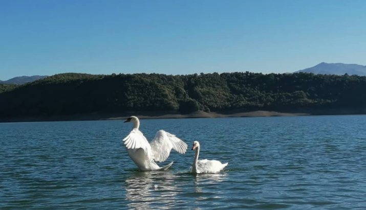 Лебед запре 20 возови во Германија - IPortal