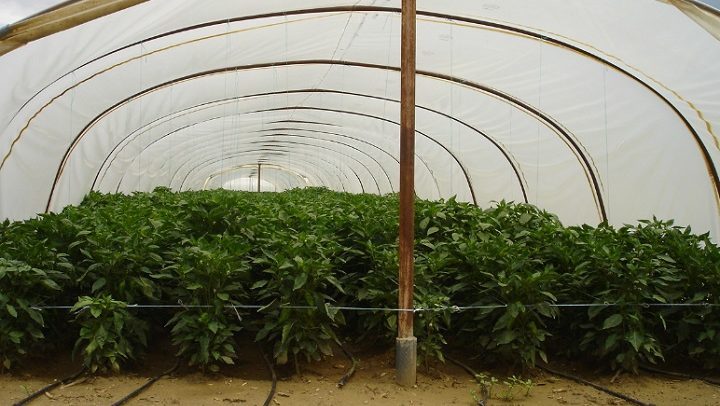 Исплатени 214,7 милиони денари субвенции за производителите на ...